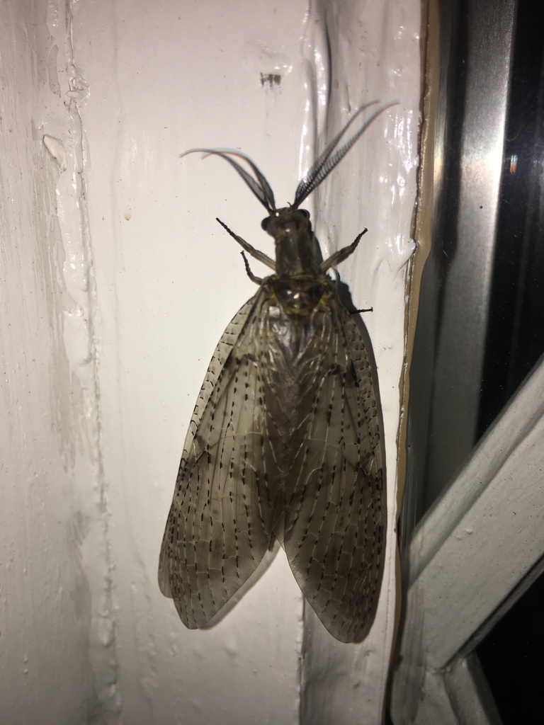 Summer Fishfly from 6 Winter Ter, Westwood, MA, US on July 5, 2018 at ...