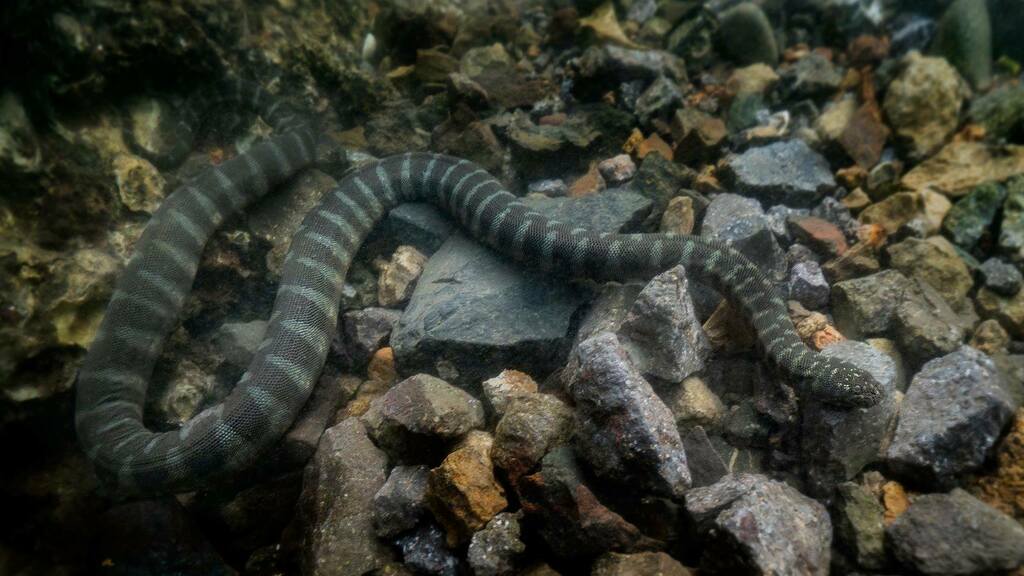 Marine File Snake from West Manggarai Regency, East Nusa Tenggara ...