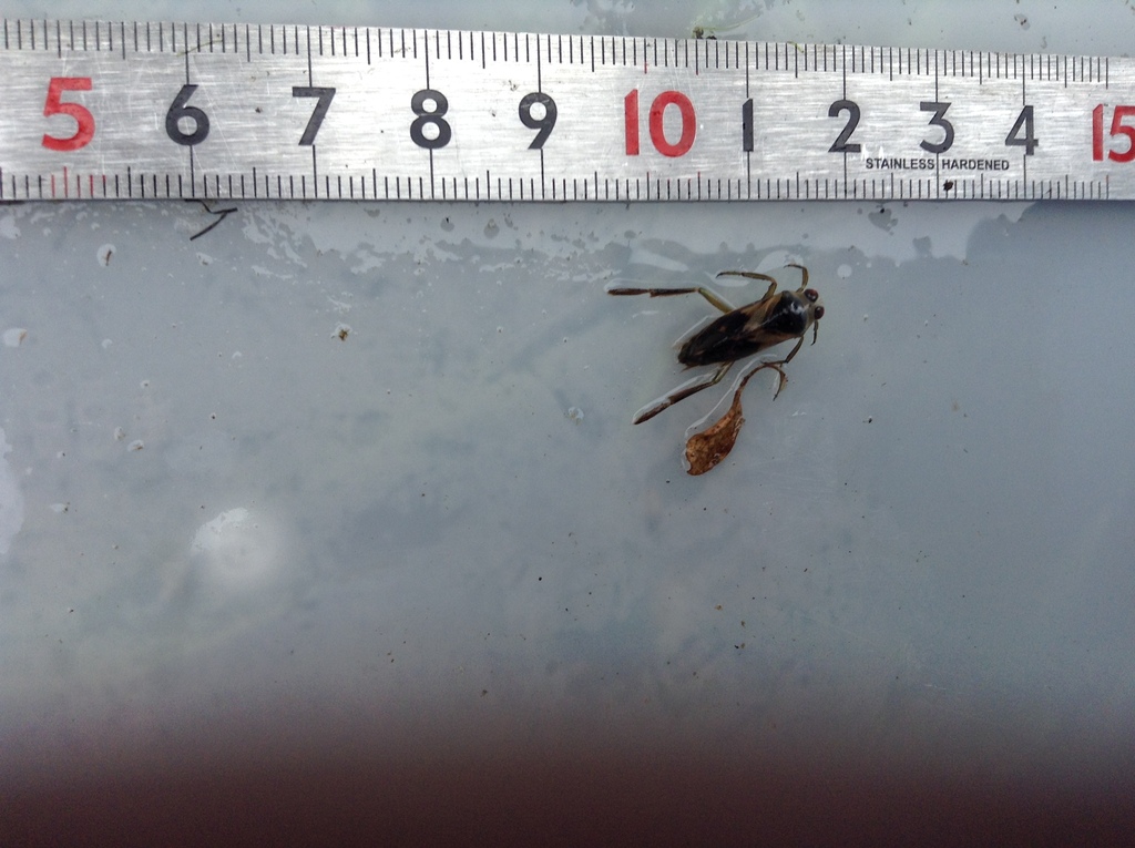 Notonecta triguttata from 日本、北海道札幌市北区 on June 12, 2014 at 11:32 AM by T ...