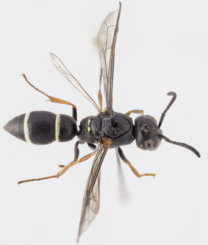 Stenodynerus picticrus · iNaturalist United Kingdom