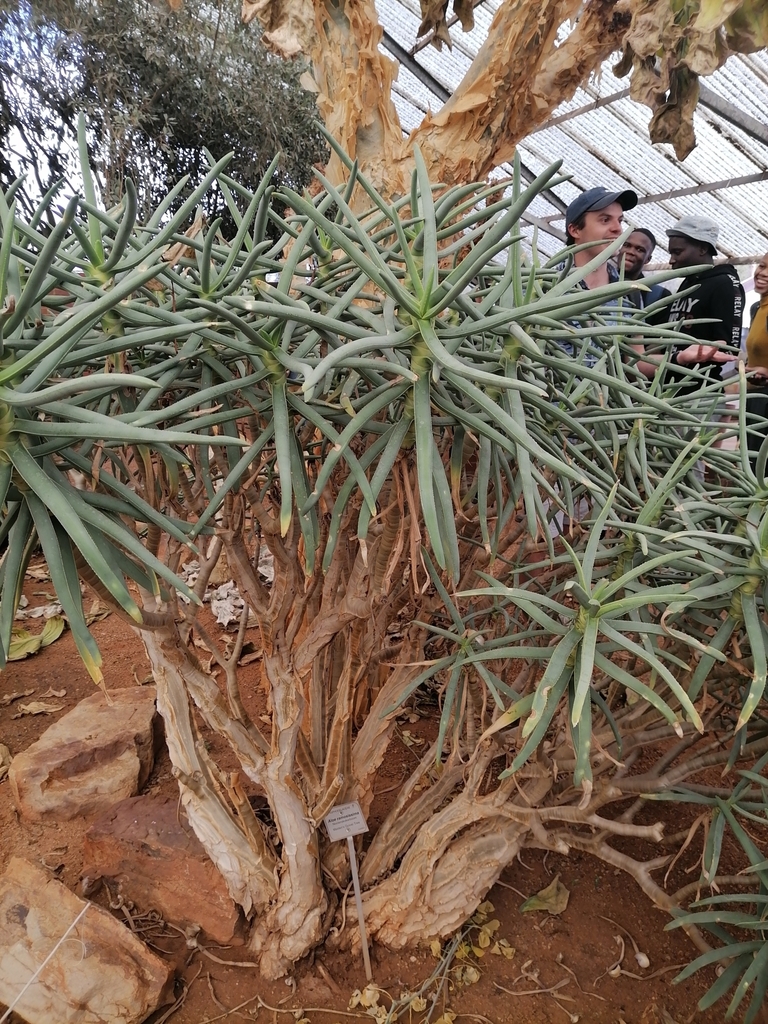 Maiden Quiver Tree from City of Tshwane, ZA-GT, ZA on June 24, 2022 at ...