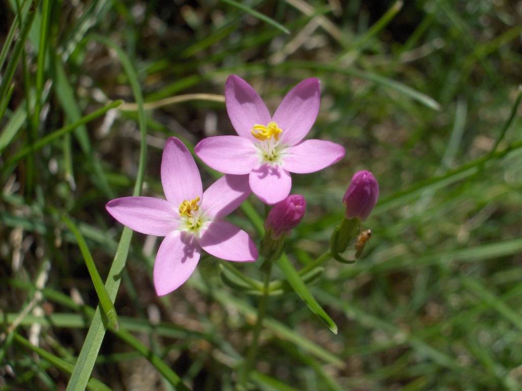 Common centaury from Gaillard, France on August 16, 2005 at 02:56 PM by ...