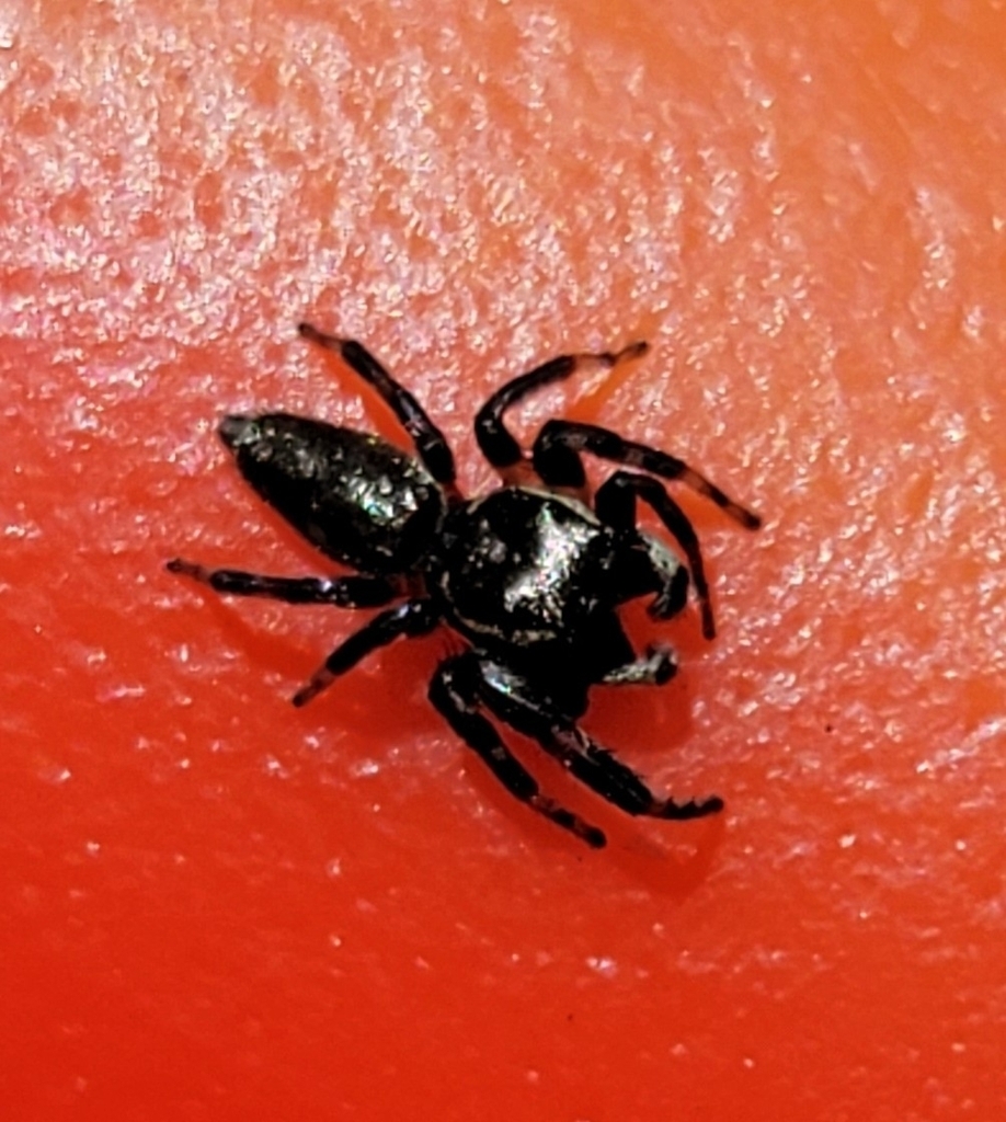 Eris floridana from Lambton, CA-ON, CA on June 23, 2022 at 02:25 PM by ...