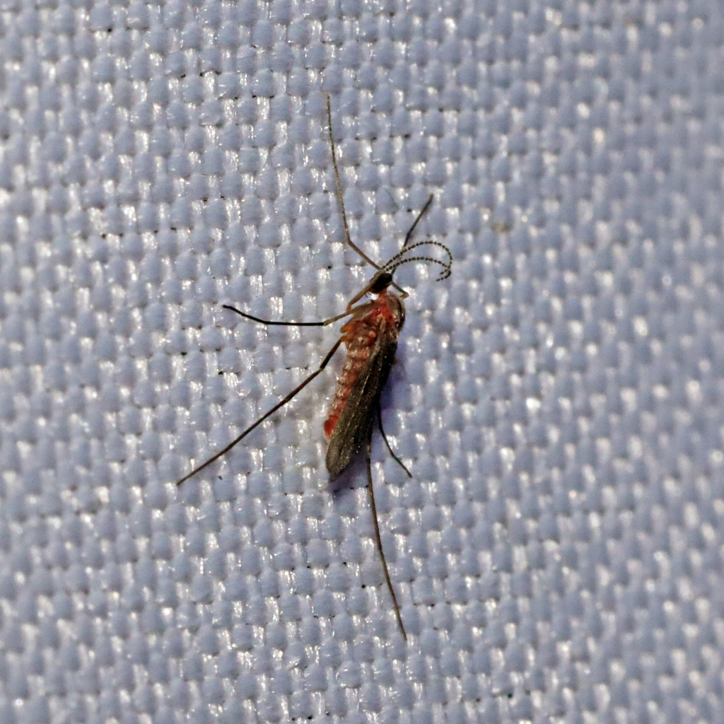 Gall and Forest Midges from Oakman, GA 30734, USA on June 05, 2021 at ...