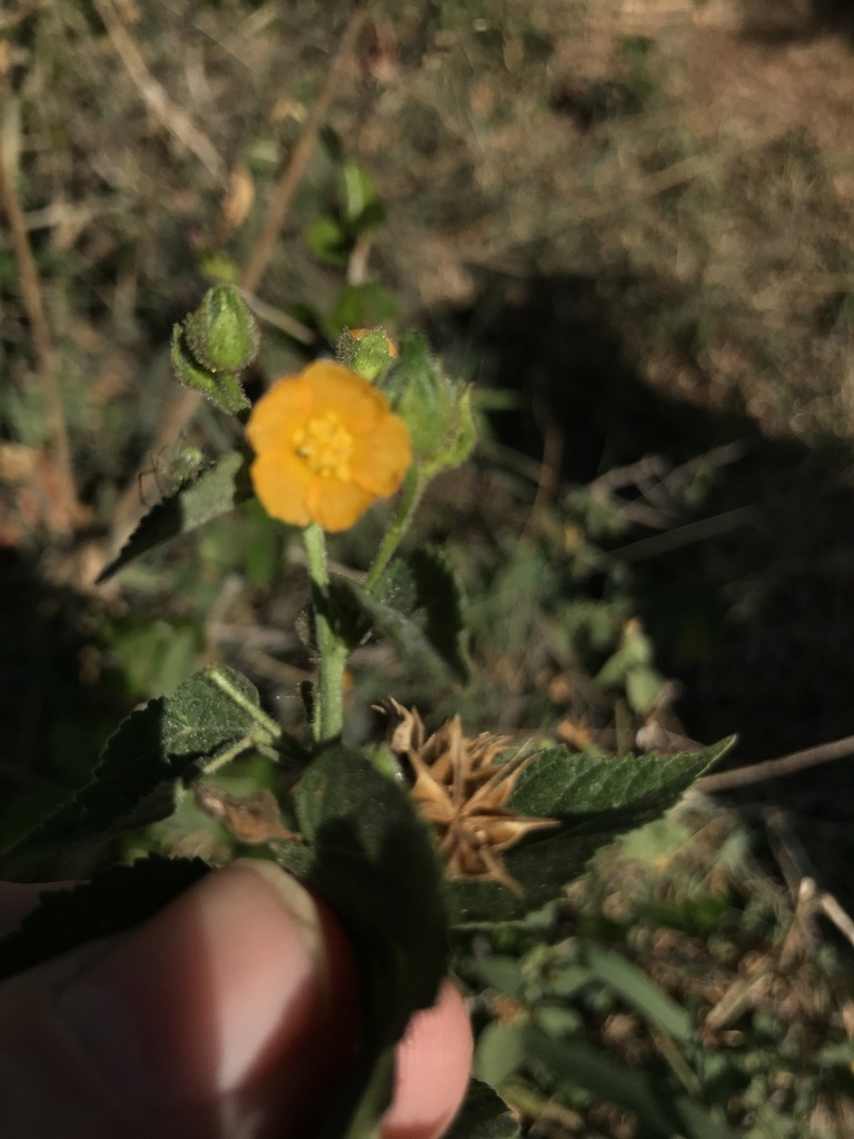 flannel weed from Mopani, ZA-NP, ZA on June 24, 2022 at 12:37 PM by ...