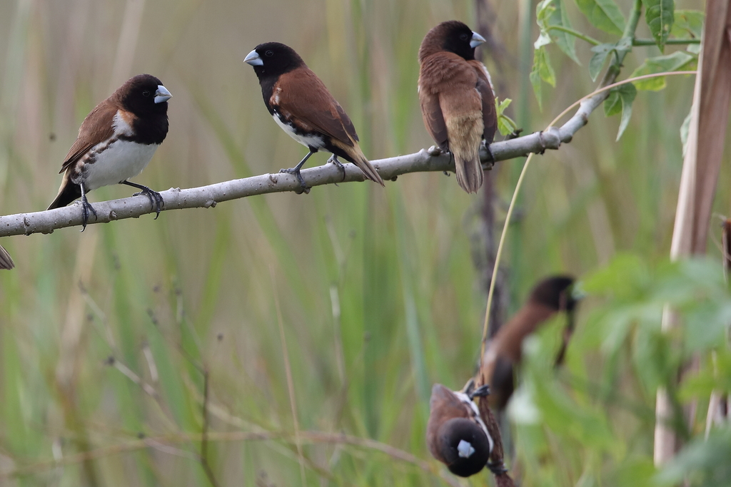 Black-breasted Munia from Wamena, Jayawijaya Regency, Papua, Indonesia ...