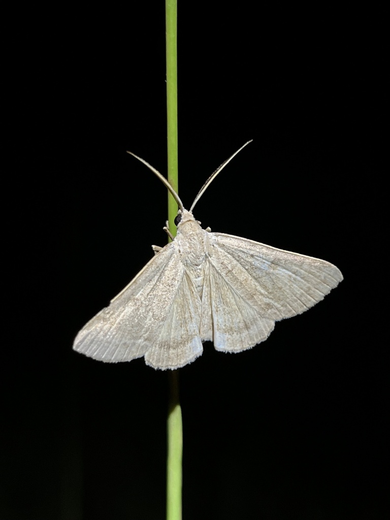 Vetch Looper Moth in June 2022 by nball · iNaturalist