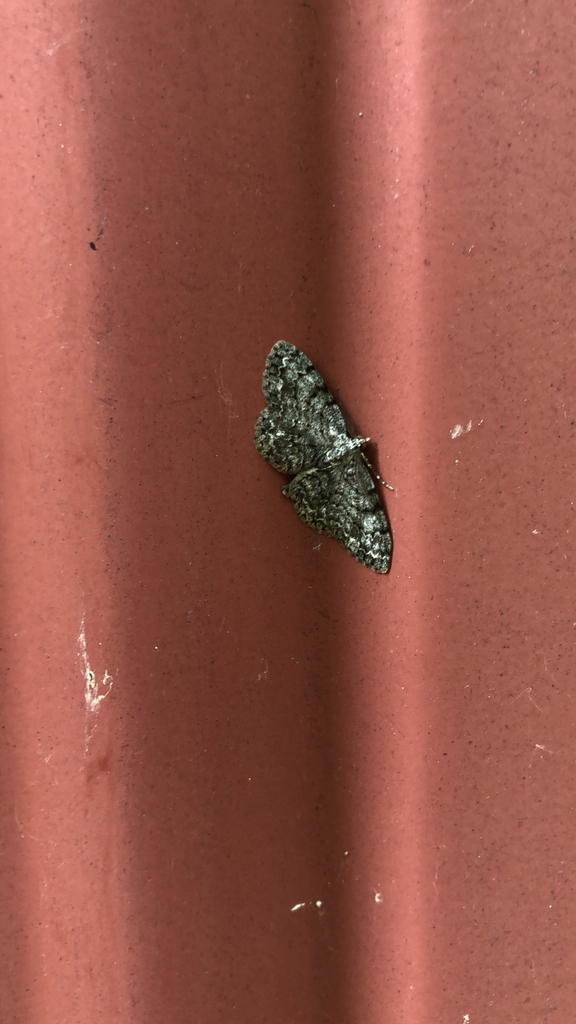 Porcelain Gray from Fayetteville on June 15, 2022 at 01:25 PM by Graham ...