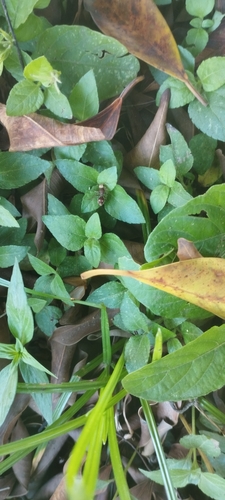 Dasymutilla combusta · iNaturalist