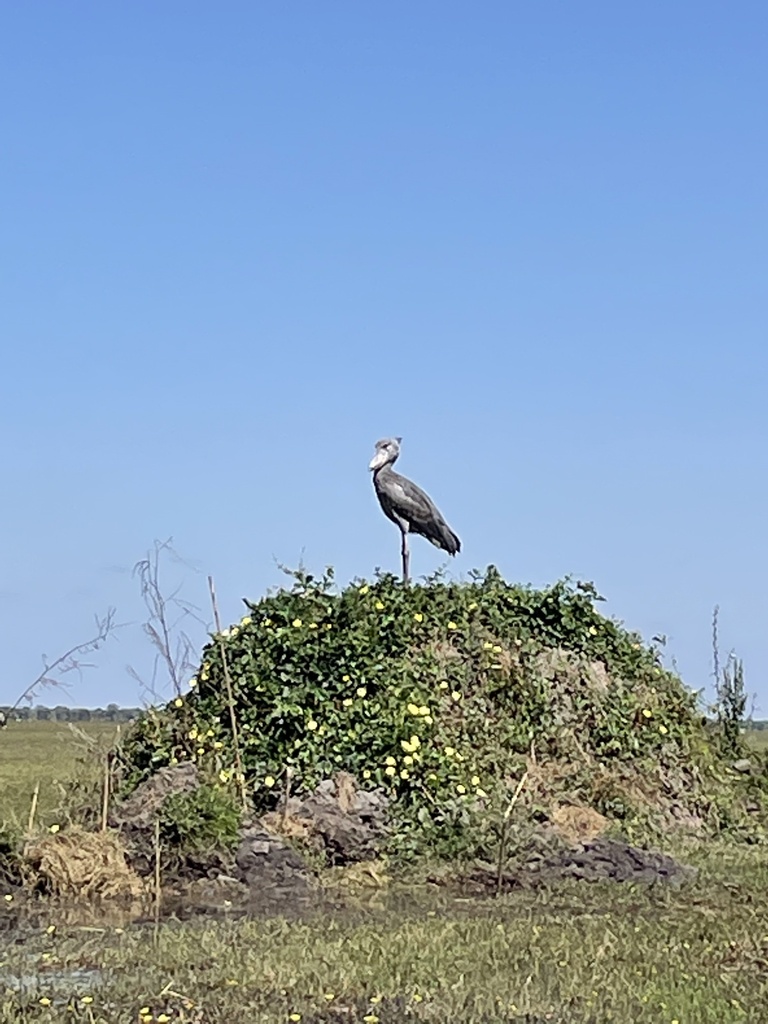 Shoebill in May 2022 by Angela Gaylard · iNaturalist
