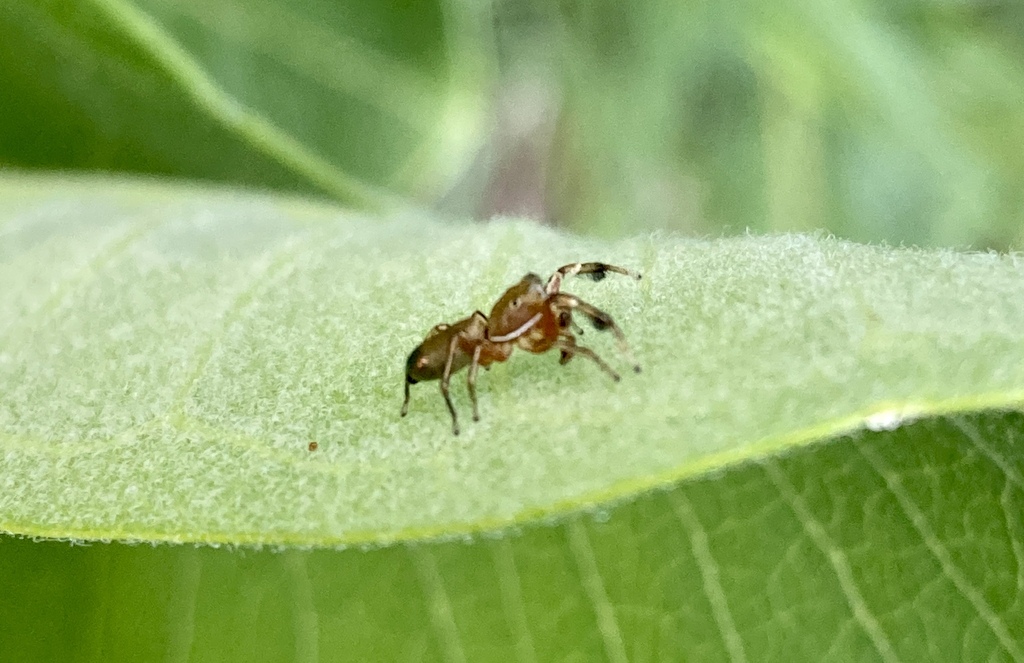 Thin-spined Jumping Spider (Jumping spiders of Wisconsin) · iNaturalist