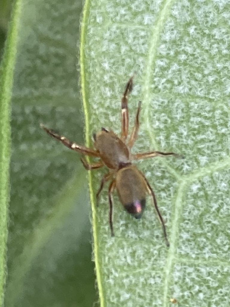 Thin-spined Jumping Spider (Jumping spiders of Wisconsin) · iNaturalist