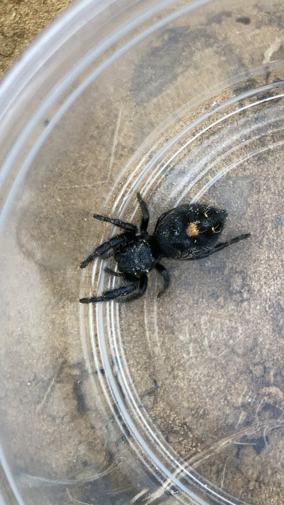 Bold Jumping Spider (Jumping spiders of Wisconsin) · iNaturalist