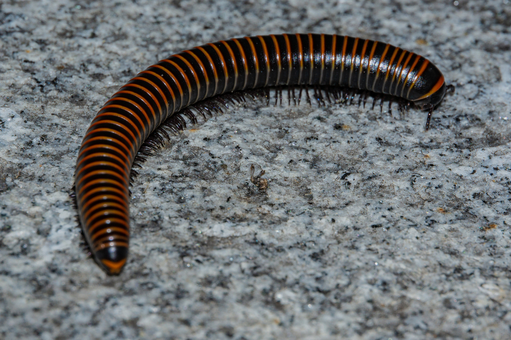 Spirobolus walkeri from 中国浙江省湖州市德清县 on June 23, 2022 at 09:31 PM by ...