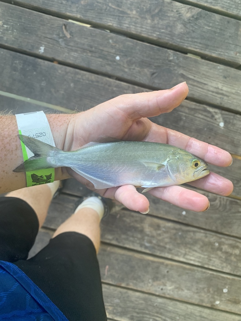 Bluefish from Gulf of Mexico, Galveston, TX, US on June 24, 2022 at 07: ...