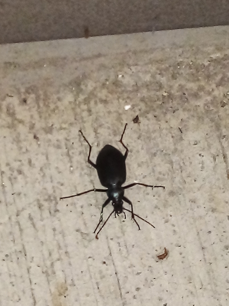 Calosoma angulatum desde Centro, Tepic, Nay., México el 24 de junio de ...