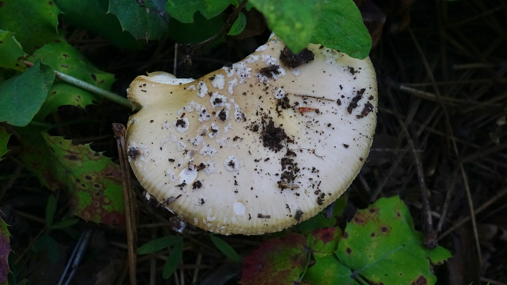 Amanita ser. Pantherinae from Post Falls, ID 83854, USA on June 24 ...