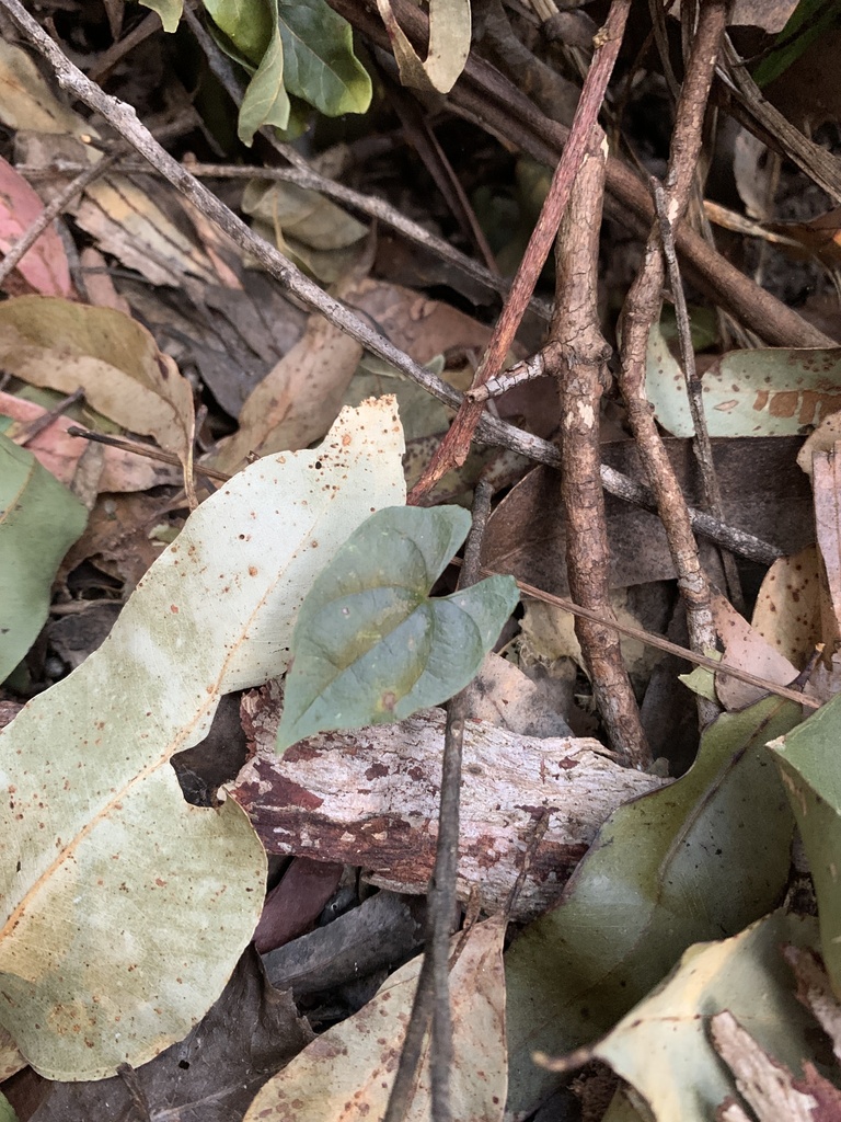 Common Yam Vine from Mount Mellum, QLD, AU on June 25, 2022 at 04:35 PM by Dom Tati · iNaturalist