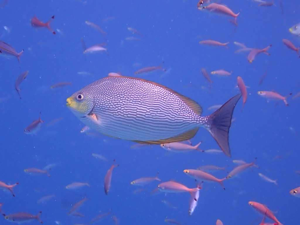Java Rabbitfish from Ko Torinla 82150 ประเทศไทย on May 15, 2022 at 01: ...