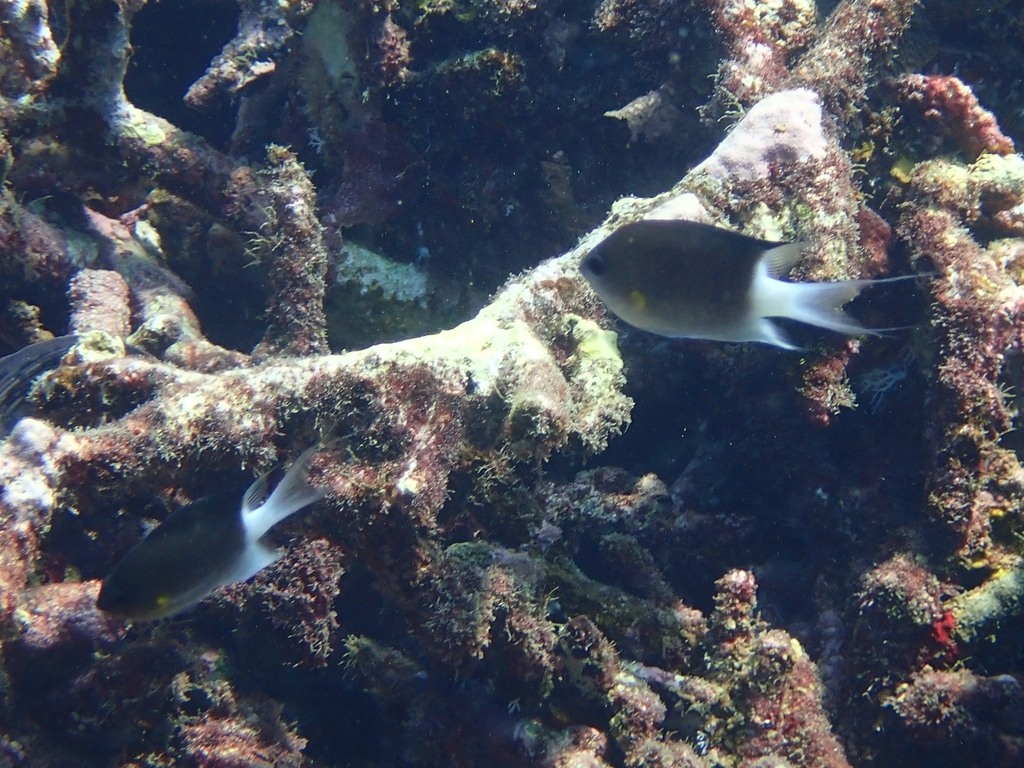 Malayan Chromis from เกาะสุรินทร์เหนือ ตำบล เกาะพระทอง อำเภอ คุระบุรี ...