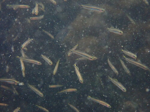 Philippine Dartfish (Parioglossus philippinus) · iNaturalist