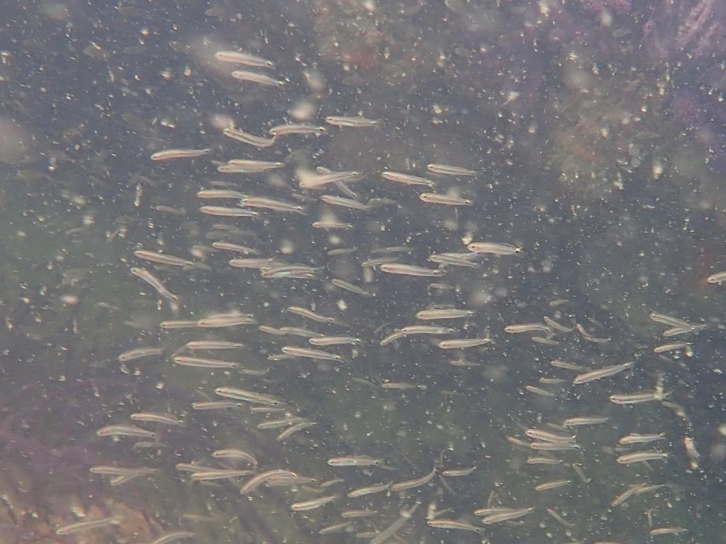 Philippine Dartfish (Parioglossus philippinus) - Marine Life Identification