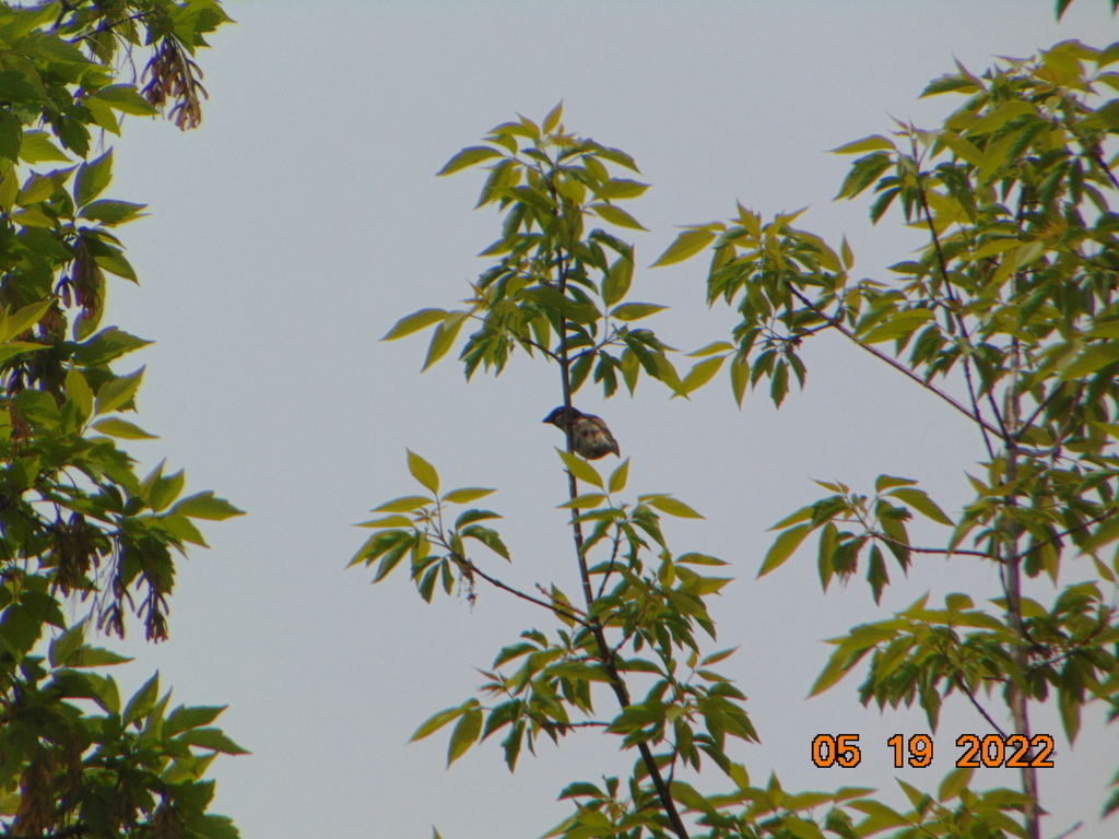 House Sparrow from Hennepin County, MN, USA on May 19, 2022 at 12:03 PM ...