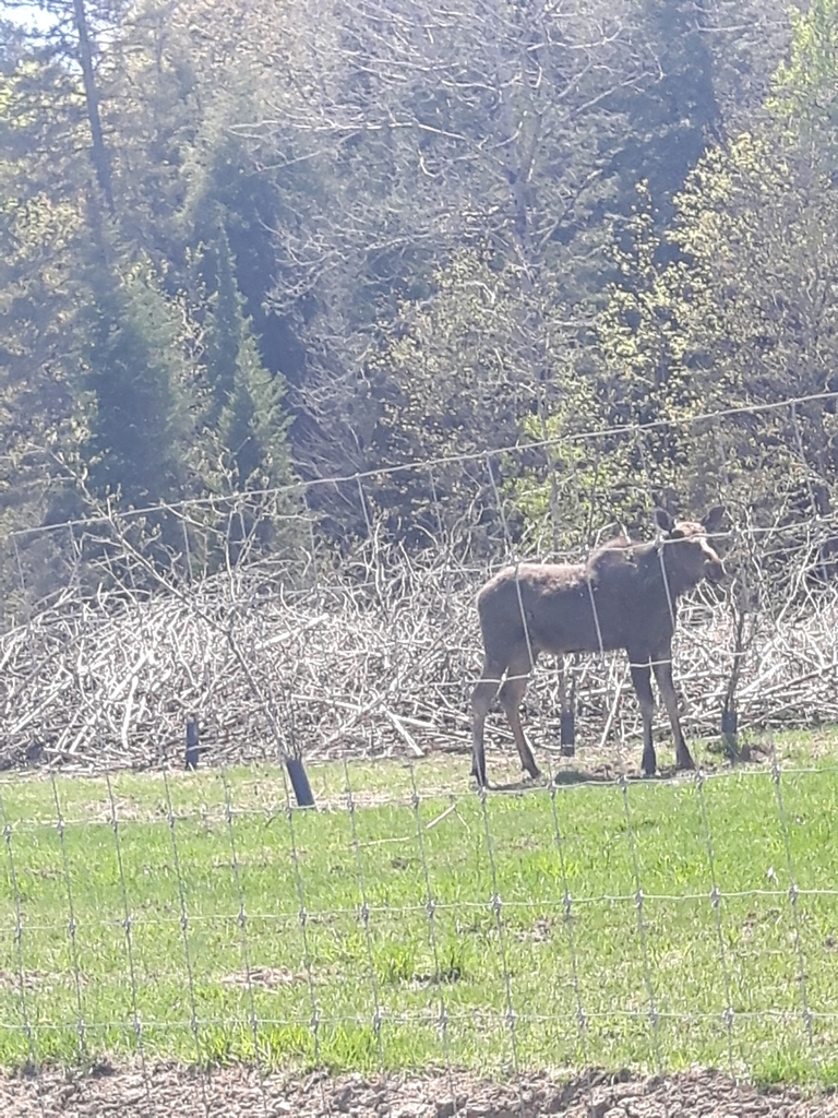 Moose from Papineau, CA-QC, CA on May 14, 2022 at 01:20 PM by Jack guim ...
