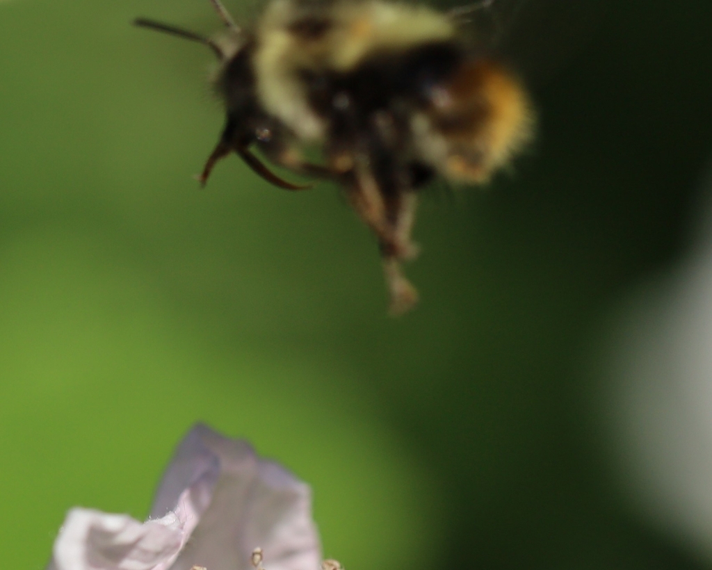 Fuzzy-Horned Bumble Bee from Bothell, WA 98028, USA on June 24, 2022 at ...