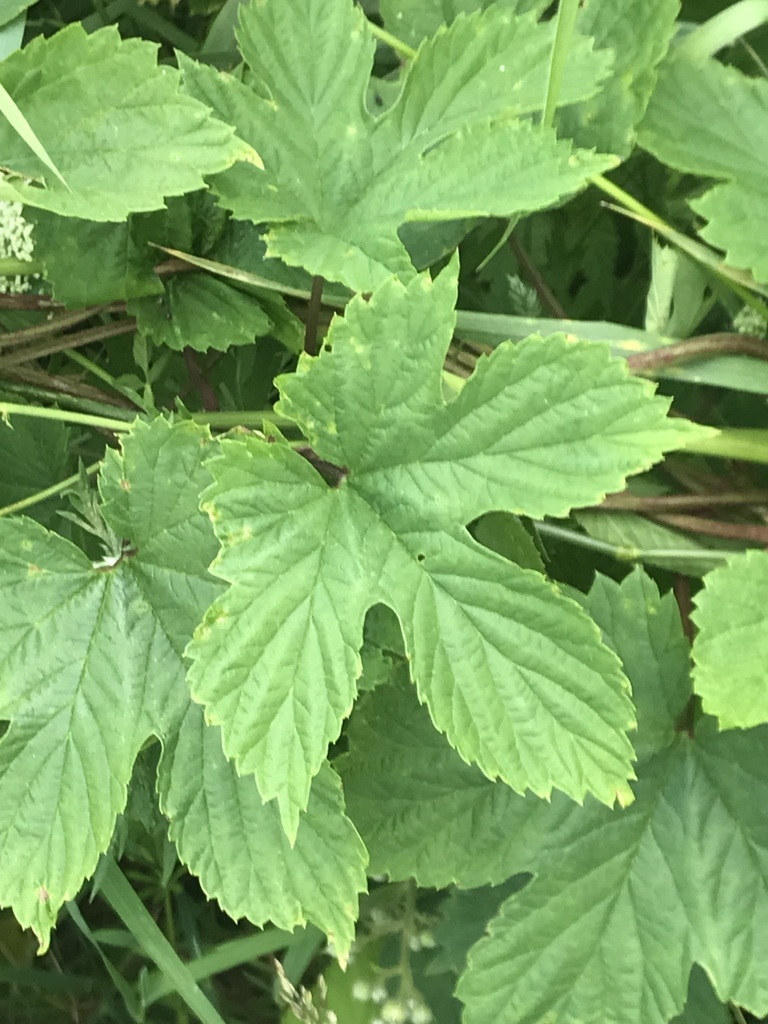 common hops from Gammel Hobrovej, Mariager, Nordjylland, DK on June 25 ...