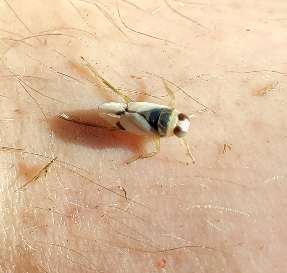 Grousewinged Backswimmer from Industry, NY 14543, USA on June 25, 2022 ...