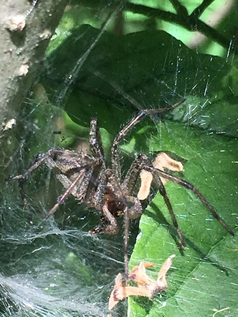 Typical Funnel Weavers from 44839, Huron, OH, US on July 6, 2018 at 02: ...