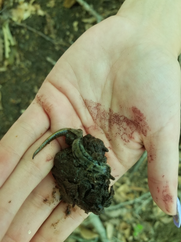 Lungless Salamanders from Lothian, MD 20711, USA on June 25, 2022 at 01 ...