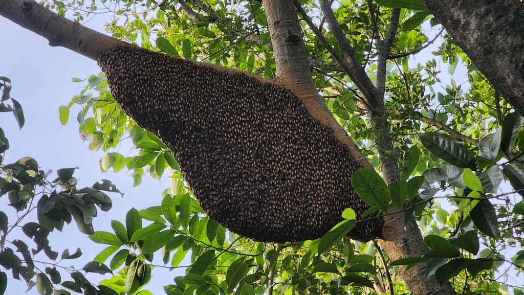 Giant Honey Bee from Chatuchak, Bangkok 10900, Thailand on June 25 ...