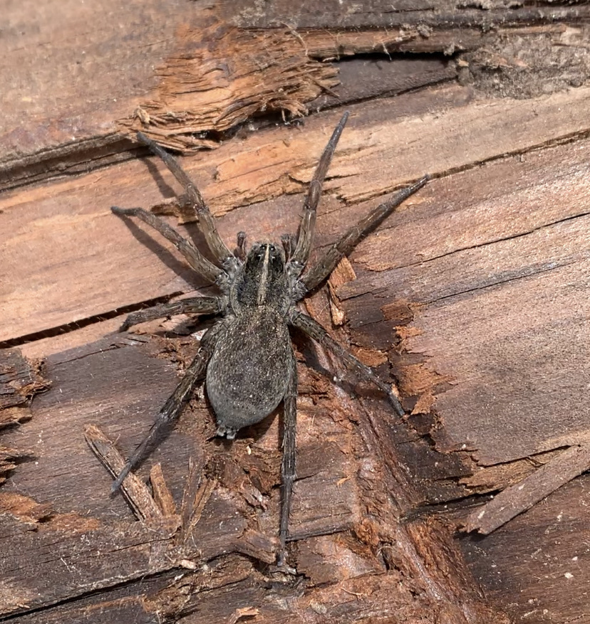 Tigrosa from Fairbury City Park, Fairbury, NE, US on June 25, 2022 at ...