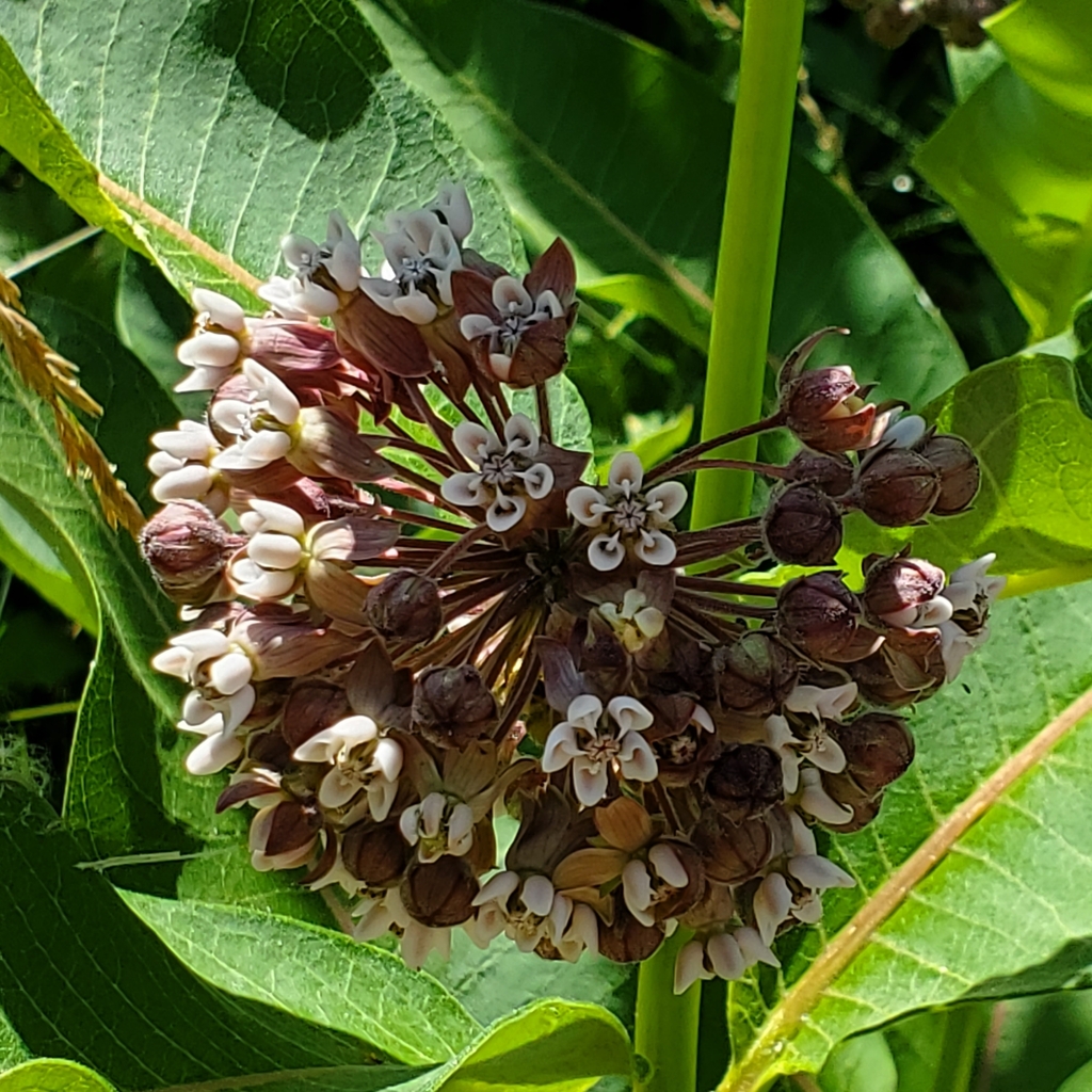common milkweed from Ilderton, ON N0M 2A0, Canada on June 25, 2022 at ...