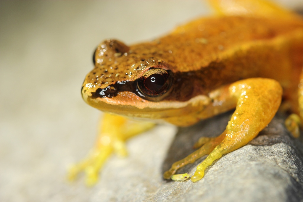 Chungan sucker frog from Fanjingshan National Nature Reserve on June 06 ...