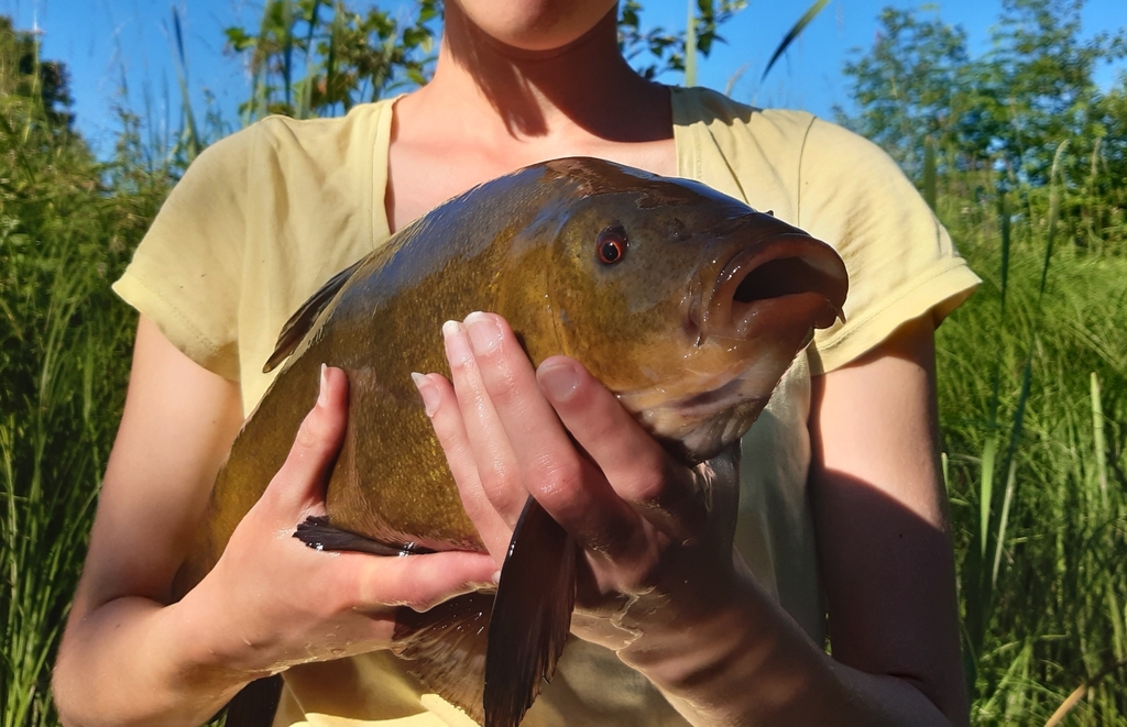 Tench from Cieceres pagasti, LV-3851, Latvija on June 25, 2022 at 06:20 ...