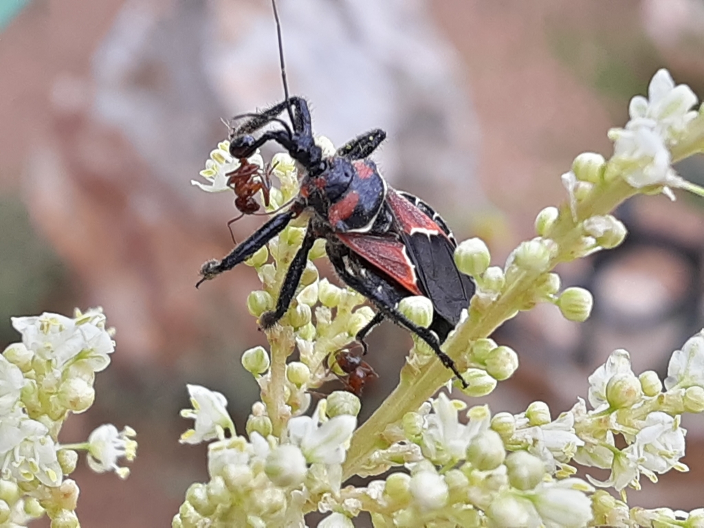 Bee Assassins from Prescott, AZ, USA on June 25, 2022 at 12:19 PM by ...