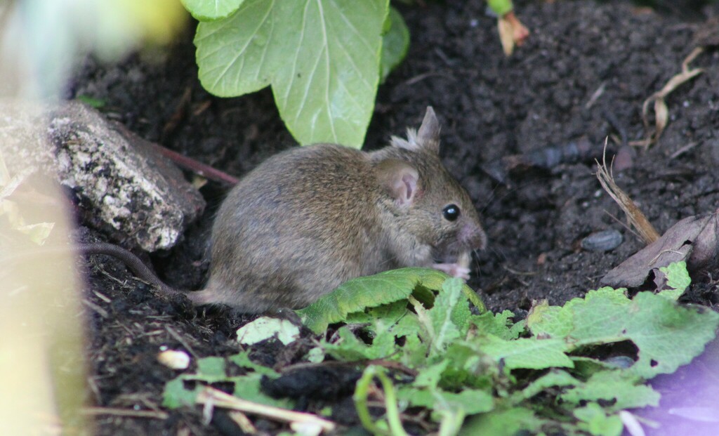 House Mouse in June 2022 by Sarah Lawton · iNaturalist