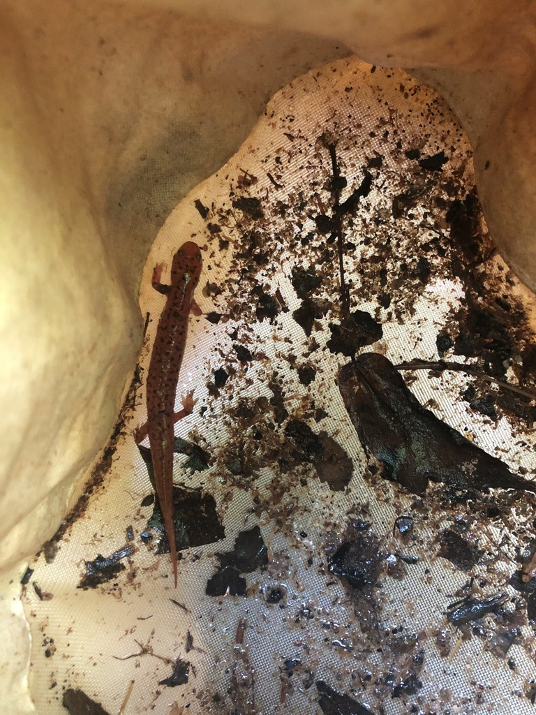 Northern Red Salamander from Lothian, MD, US on June 25, 2022 at 04:01 ...
