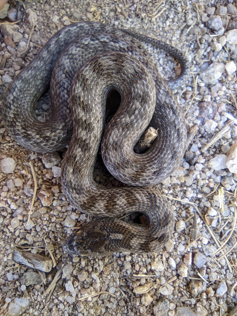 Southern Smooth Snake from 28791 Soto del Real, Madrid, Spain on June ...