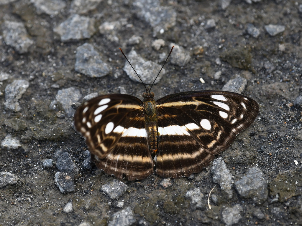 Athyma gutama from Kahupian, Sogod, Southern Leyte, Philippines on June ...