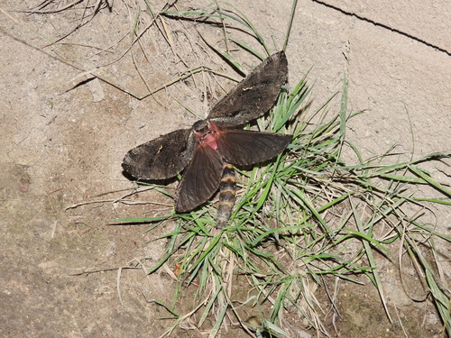 Popotoca de Zapalinamé (Phassus zapalinamensis) · iNaturalist Mexico