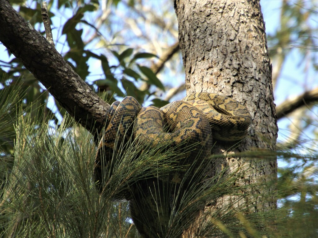 Coastal Carpet Python from Brisbane QLD, Australia on June 20, 2022 at ...