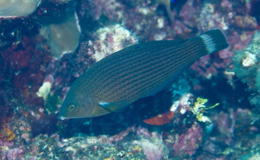 Pacific Dusky Wrasse from 6798, Christmas Island on June 17, 2018 by ...