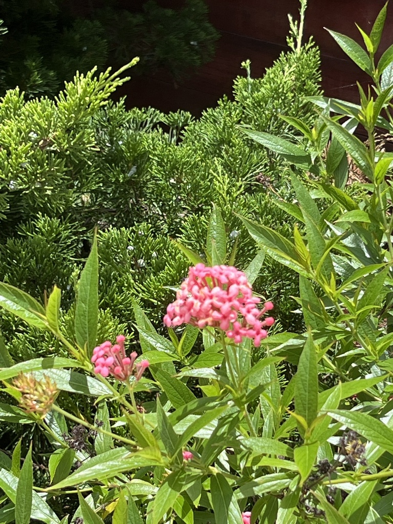 Panama rose from Islands, HK on June 26, 2022 at 11:49 AM by Katie_2E16 ...