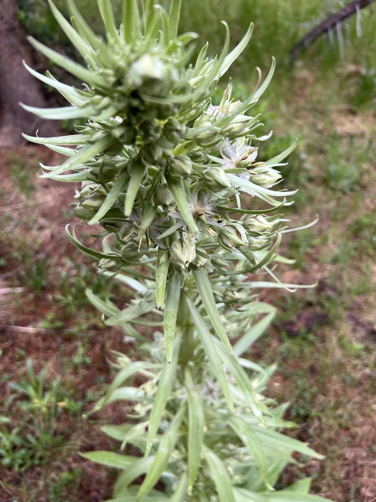 monument plant from Apache-Sitgreaves National Forests, Greer, AZ, US ...