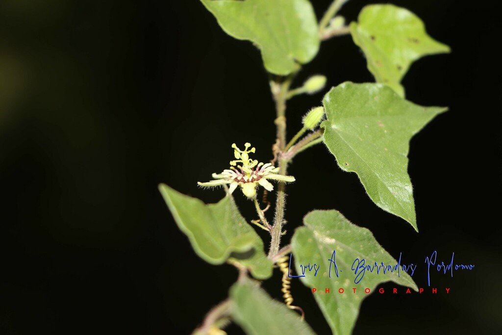 Passiflora conzattiana from Tlalnelhuayocan, Ver., México on June 24 ...
