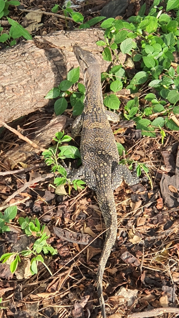 Southeast Asian Water Monitor from สนามกีฬาจัทรสถิตย์ มหาวิทยาลัย ...